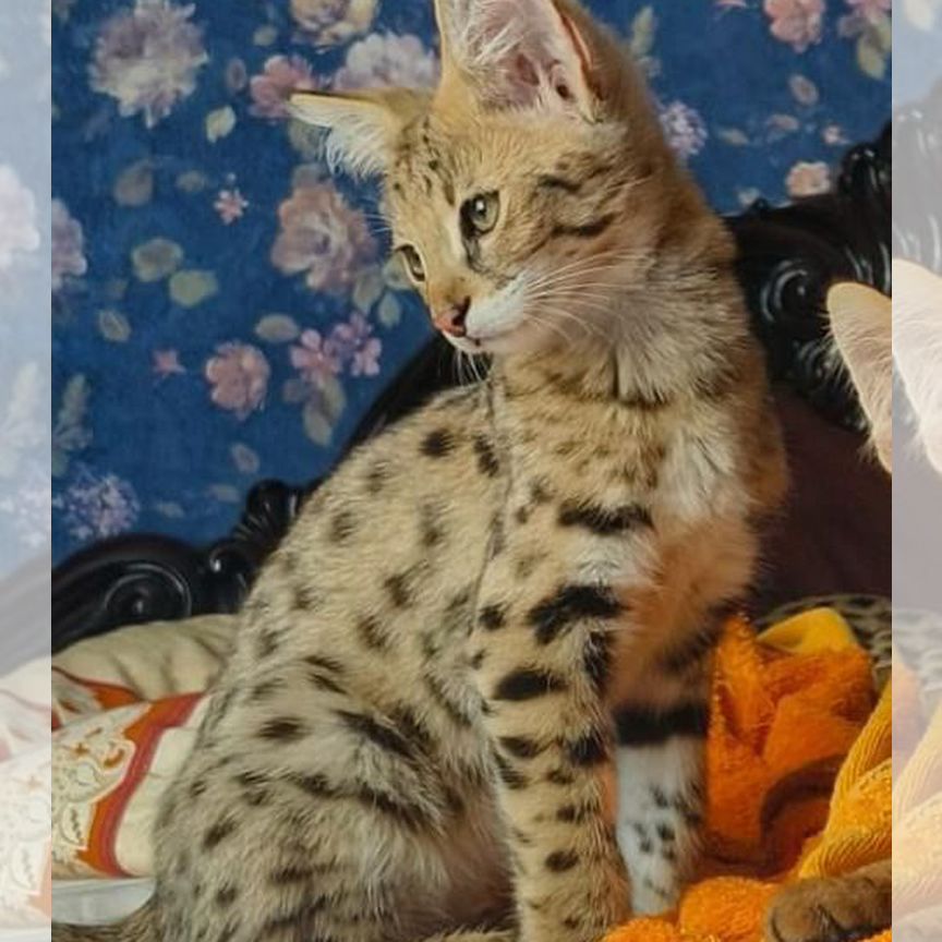 Саванна ф1 мальчик