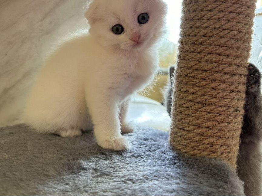 Шотландские котята
