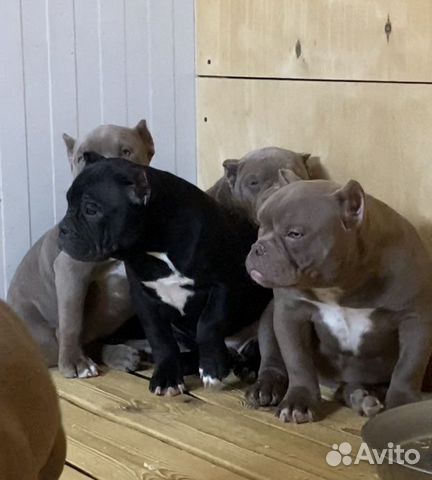 Американский булли - красивейшие дети