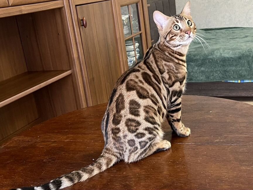 Бенгальская кошка