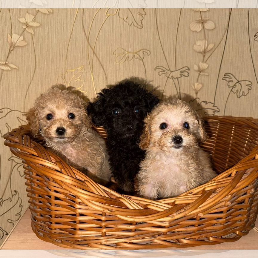 Карликовый пудель, щенок