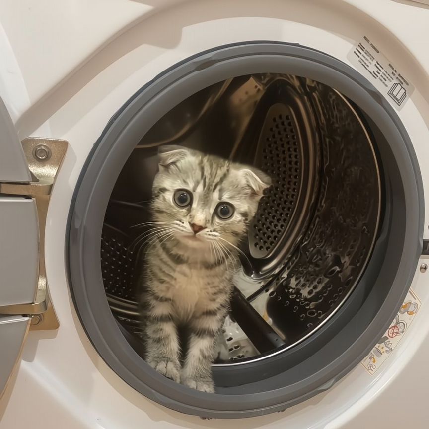 Шотландский вислоухий длинношёрстный котёнок