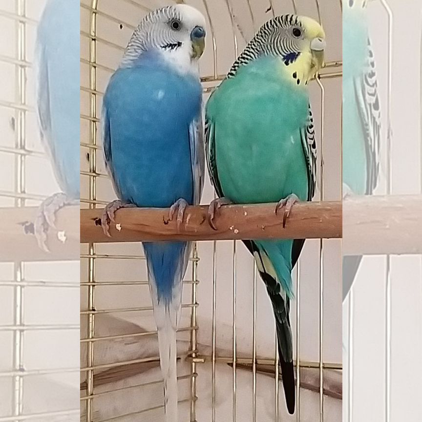 Волнистый попугай с клеткой