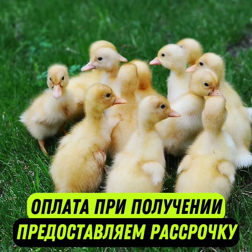 Утки ст 5 вакцинированные оптом с доставкой