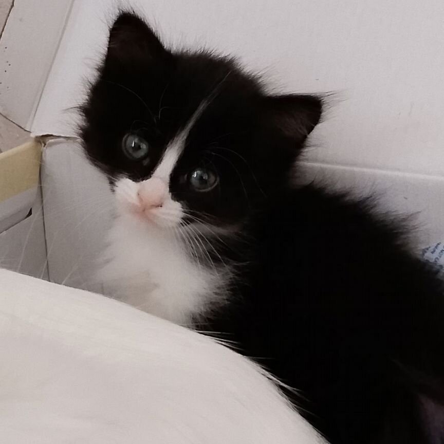 Котенок "1.5 месяца"