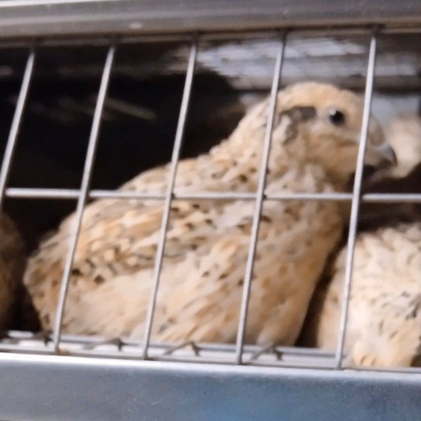 Перепелки несушки