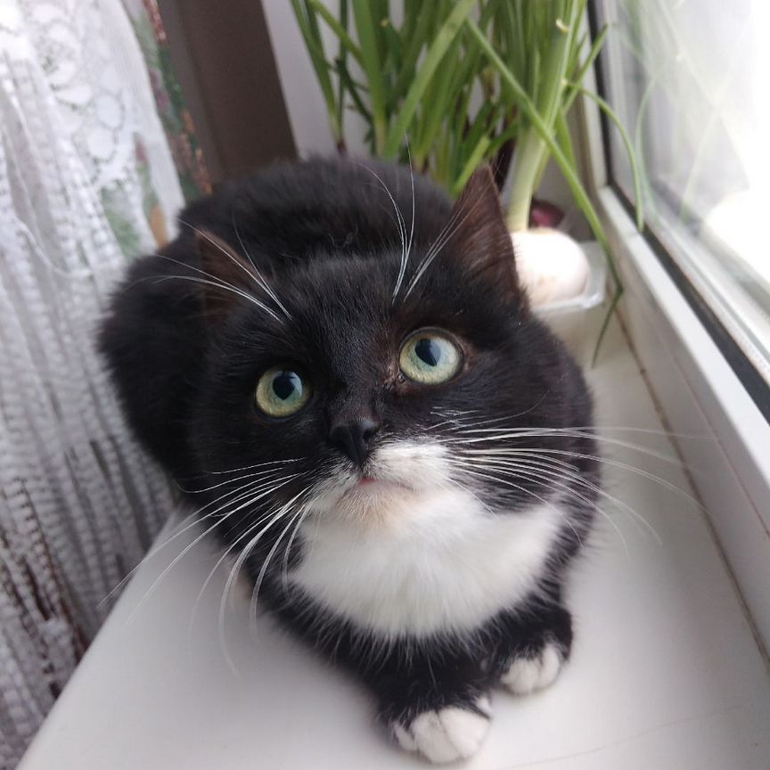 Котик в добрые руки