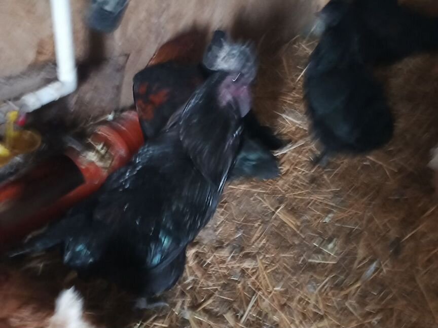 Петушки, куры