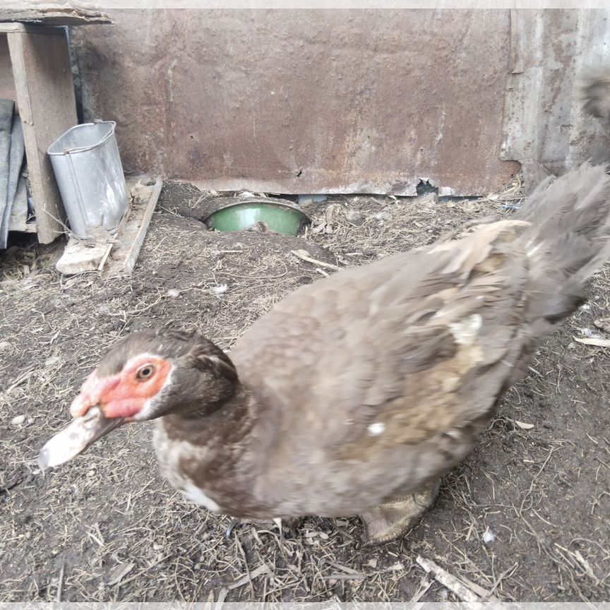 Мускусные утки тяжелые линии