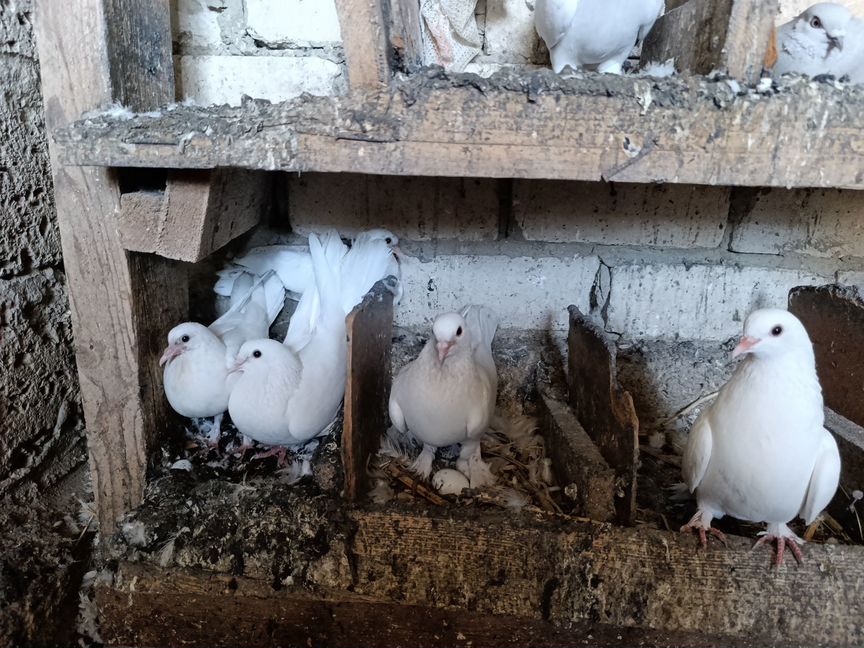 Продам широкохвостых