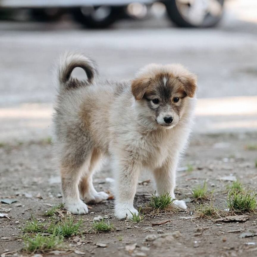 Щенок в добрые руки