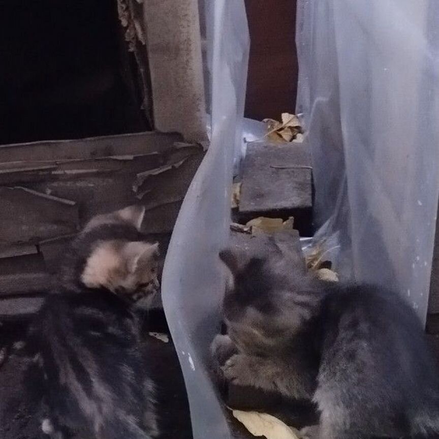 Котята бесплатно, один с бенгальским окрасом