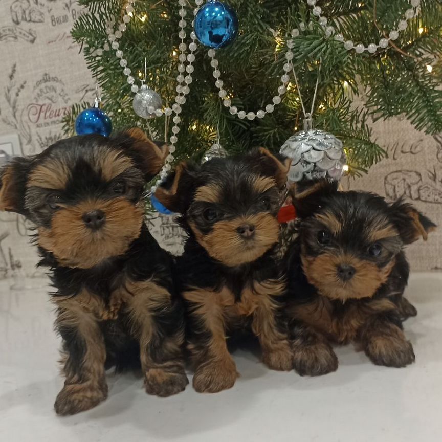 Йоркширский терьер, щенок