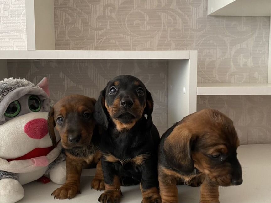 Такса таксы