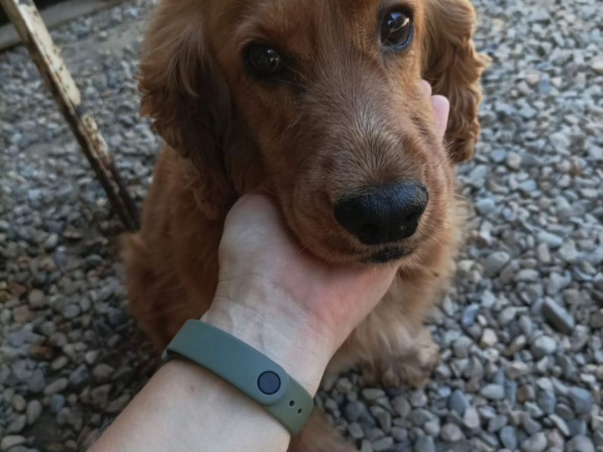 Кокер спаниель, дважды предан