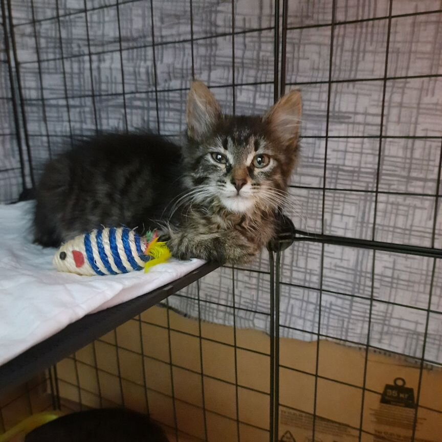 Котенок девочка Шивана в добрые руки