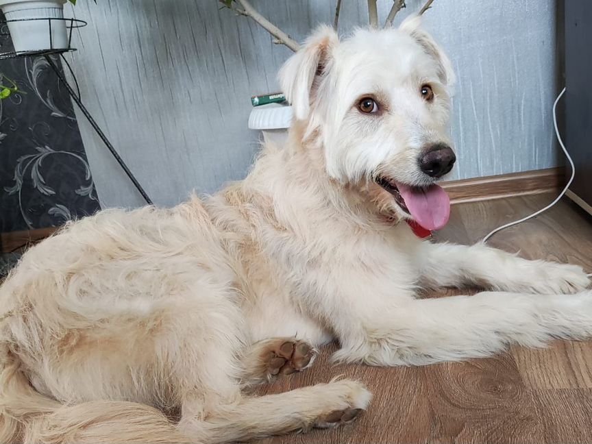 Дарю собаку