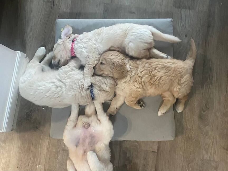 Золотой ретривер щенки/голден ретривер/питомник