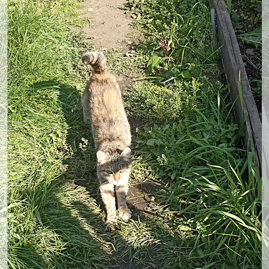 Кошка в дар бесплатно