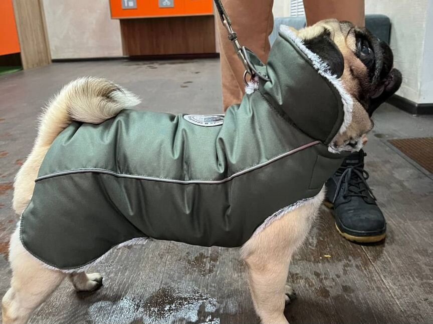 Зимняя попона для собак