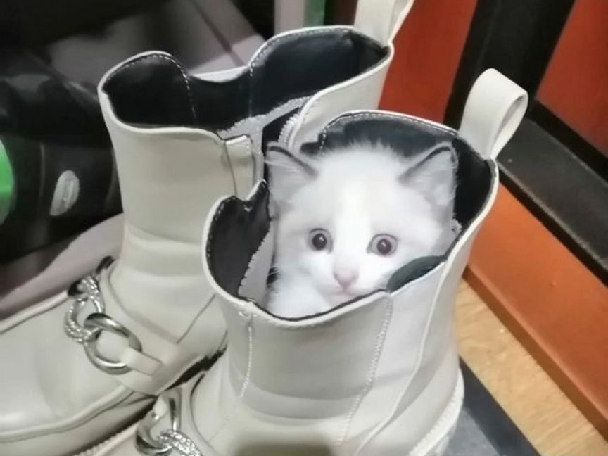 Сиамка и черно-белая кошечки лапочки, бесплатно