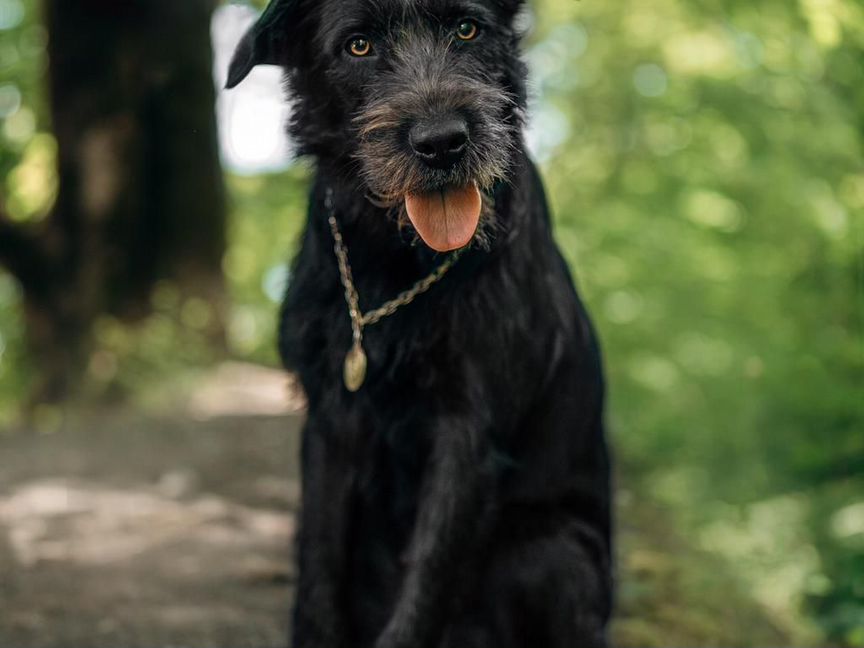 Собака в добрые руки