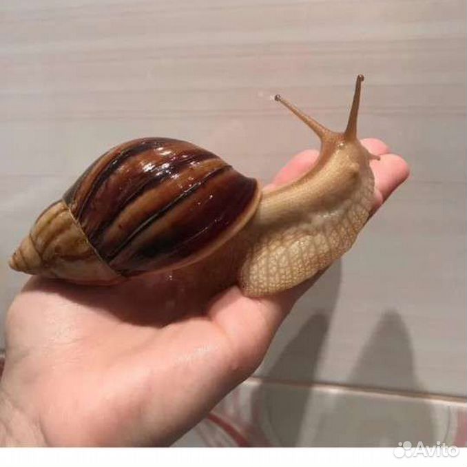 Отдам в добрые руки улиток