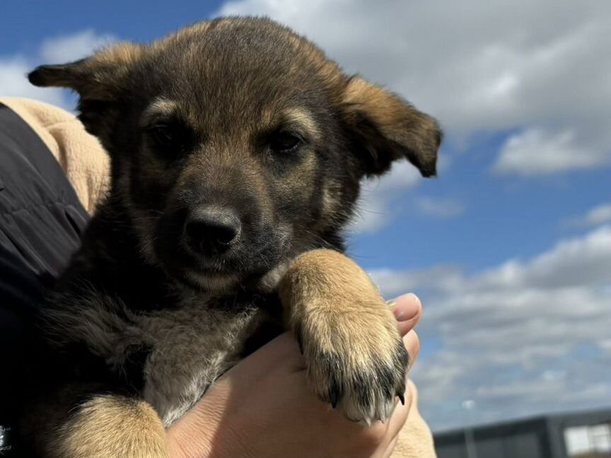 Милашка в дар