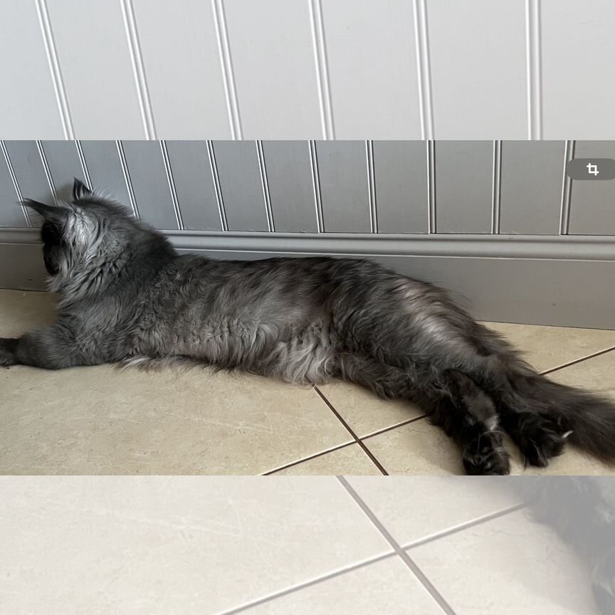Котята мейн-кун