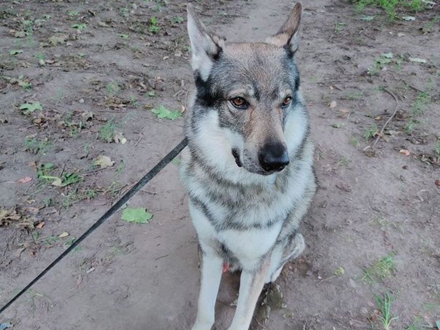 Чехословацкая волчья собака