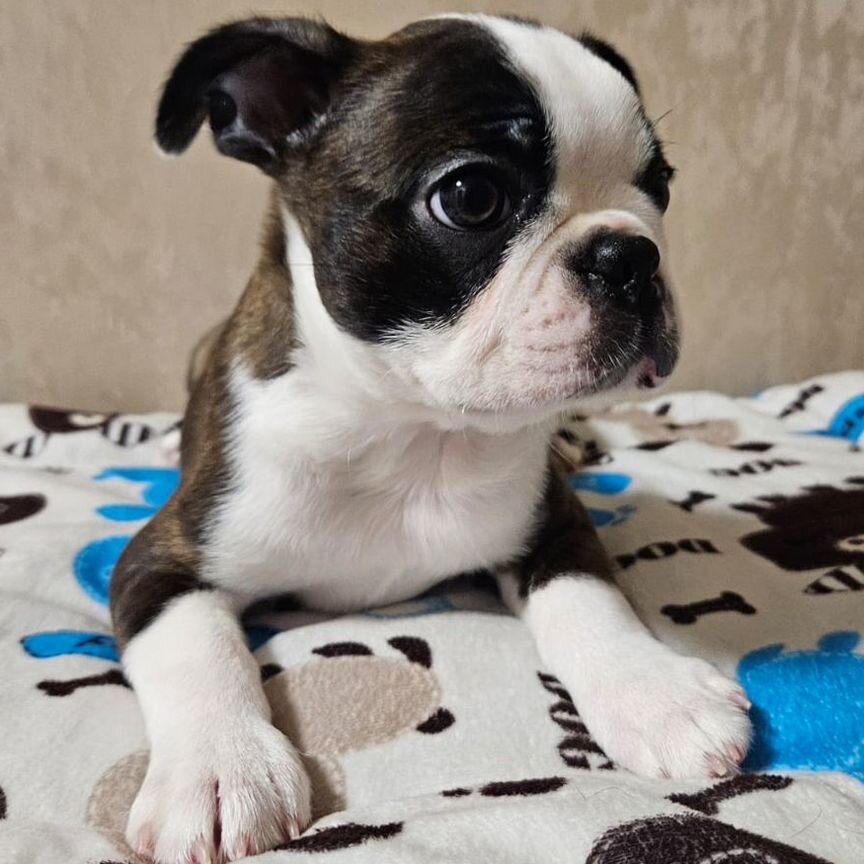 Щенки boston терьер