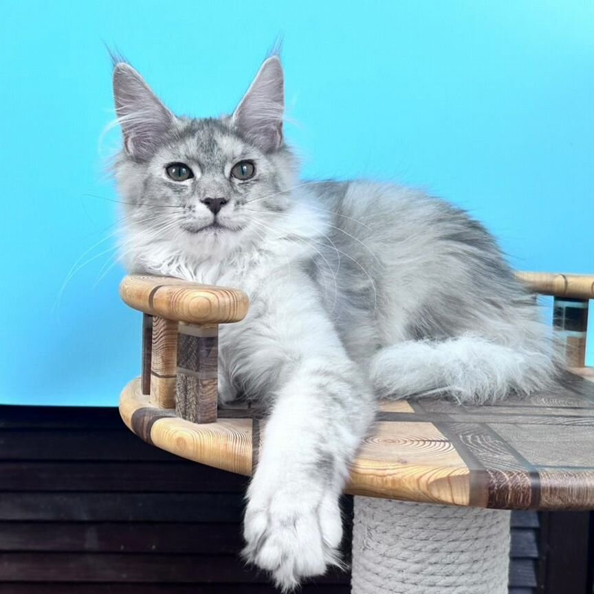Кошечка высокое серебро, шадет линии