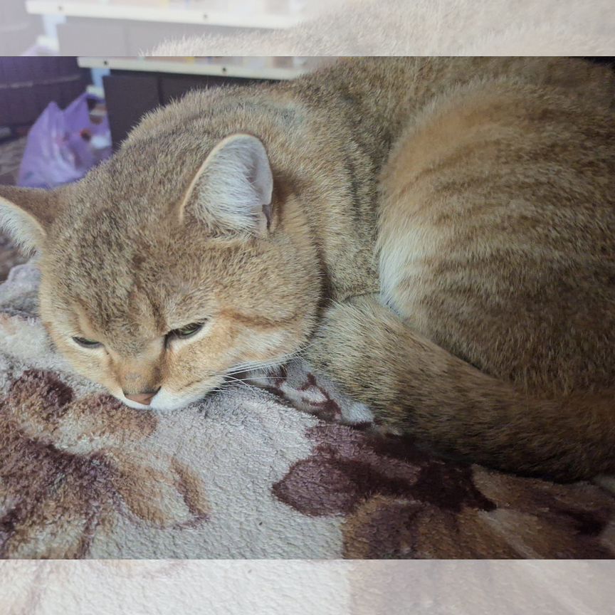 Котик приглашает подружек