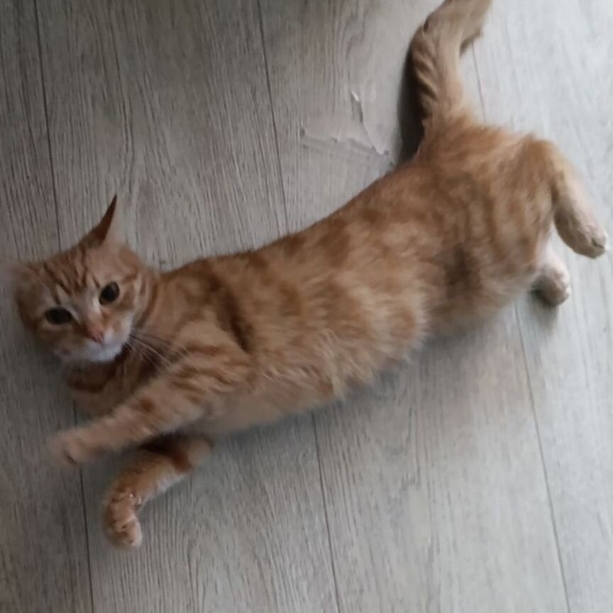 Американский бурманский котёнок