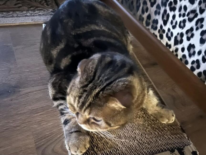 Криптокарина обмен