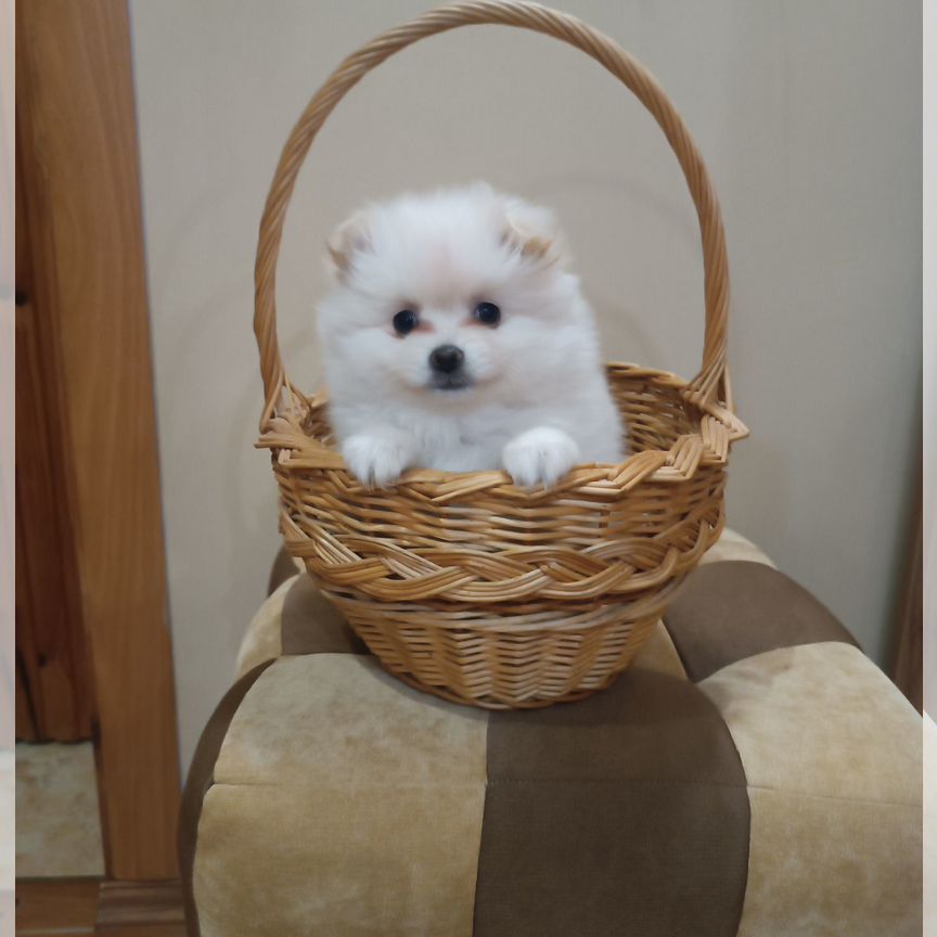 Померанский шпиц, щенок