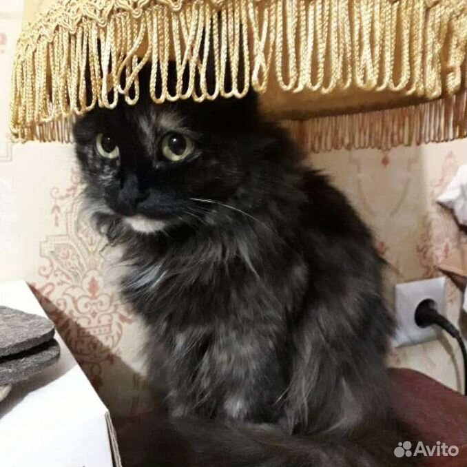 Потерялась кошечка шотландская