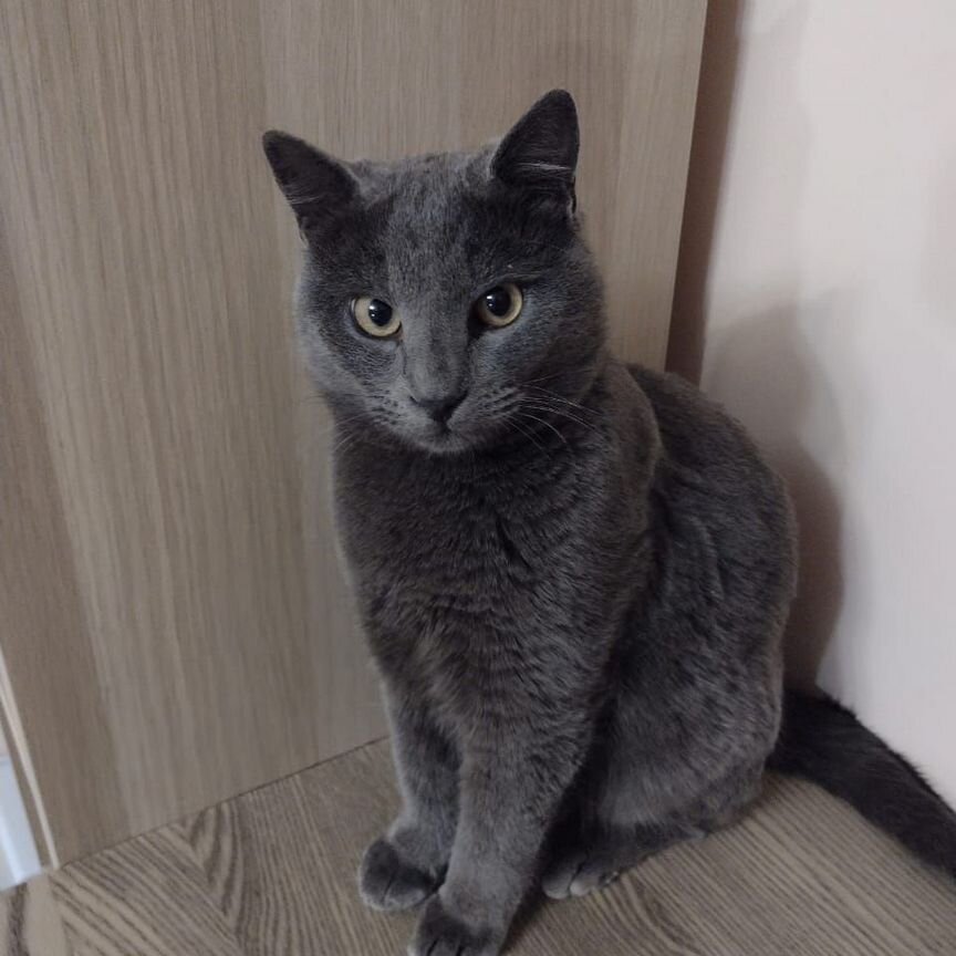 Котик ищет дом