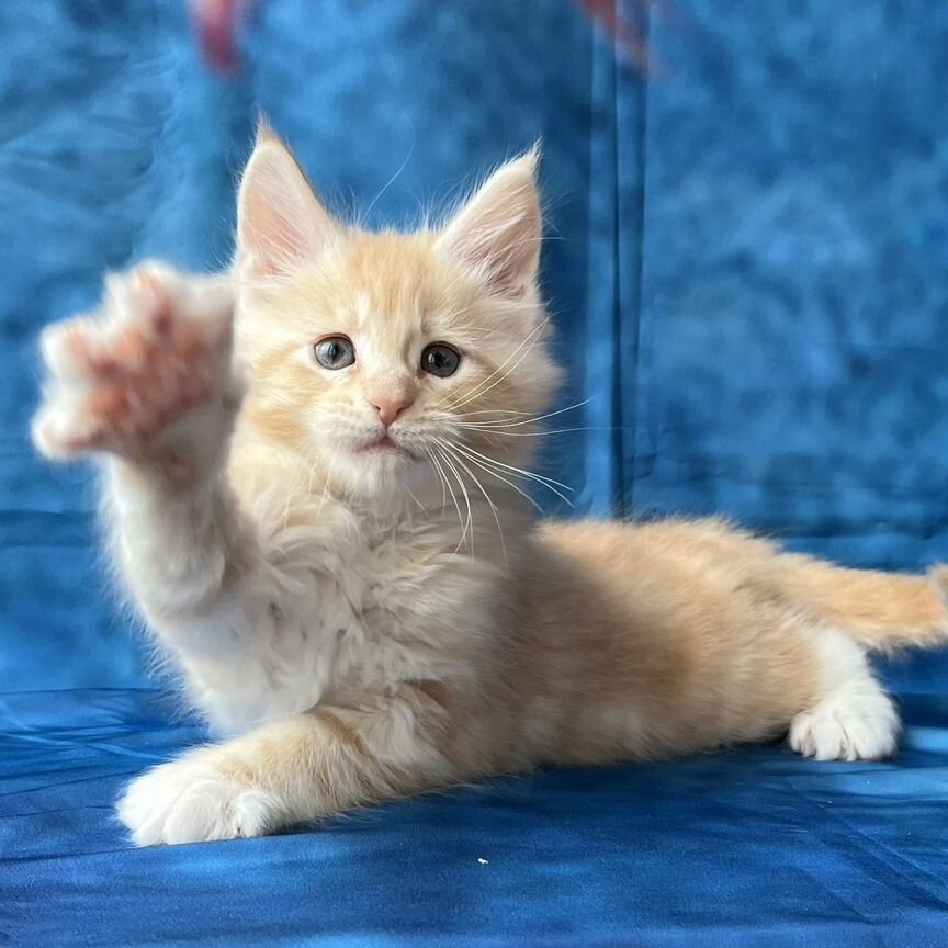 Котята мейн кун на счастье