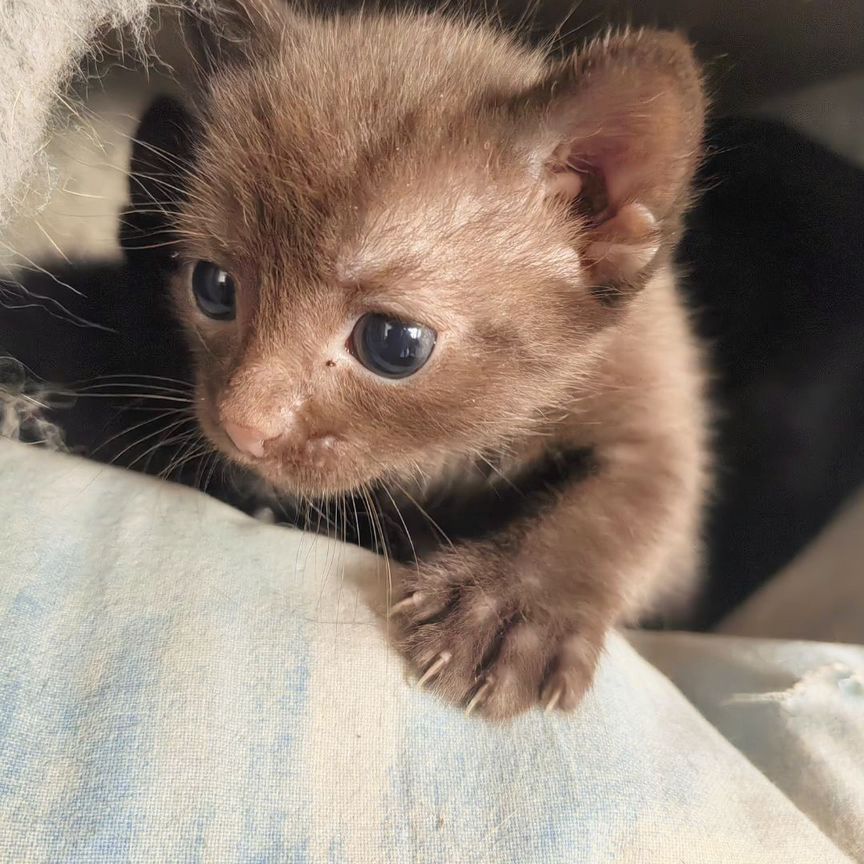 Котятки в добрые руки бесплатно