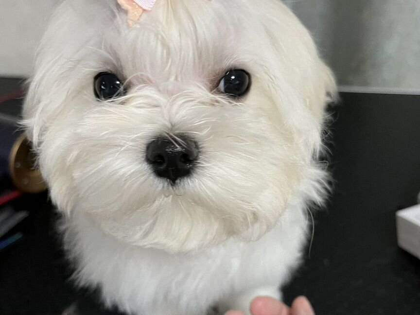 Мальтезе мальтийская болонка девочка