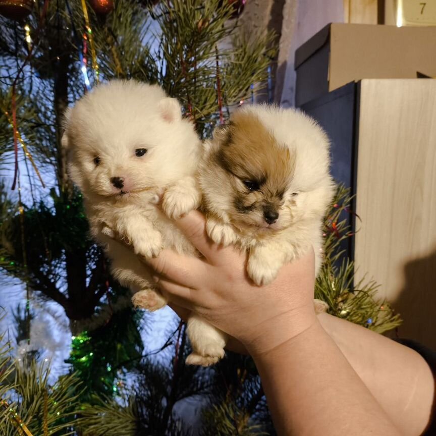 Миниатюрные щенки Шпиц