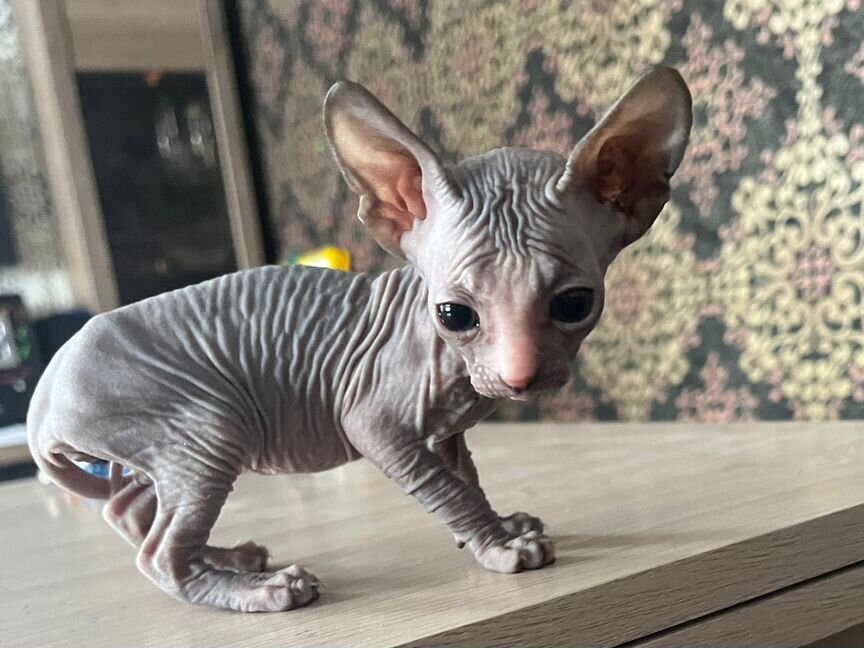 Донской сфинкс котенок, девочка