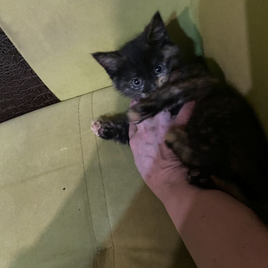 Отдам кису в добрые руки. Девочка,С лотком дружит