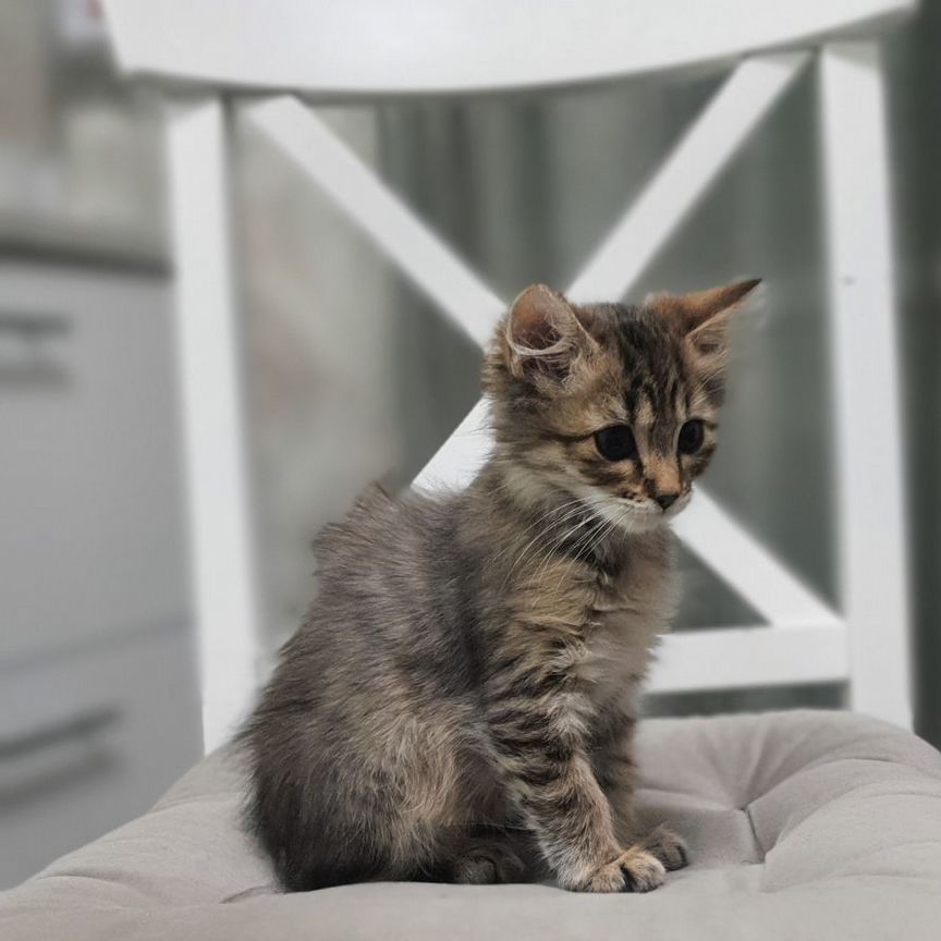 Котёночек в хорошие руки