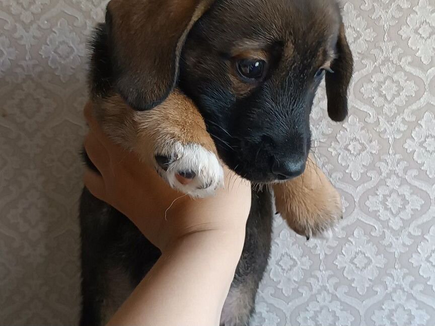 Щенок таксы в добрые руки бесплатно