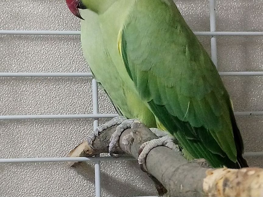 Пара ожереловых попугаев