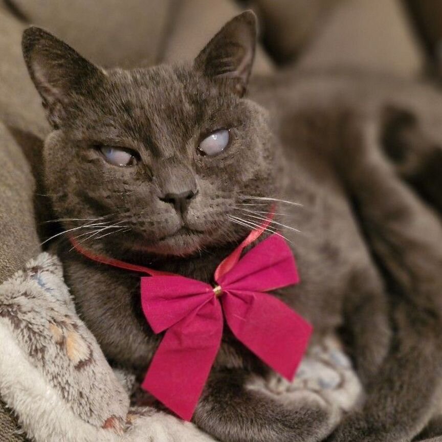 Взрослый кот в добрые руки