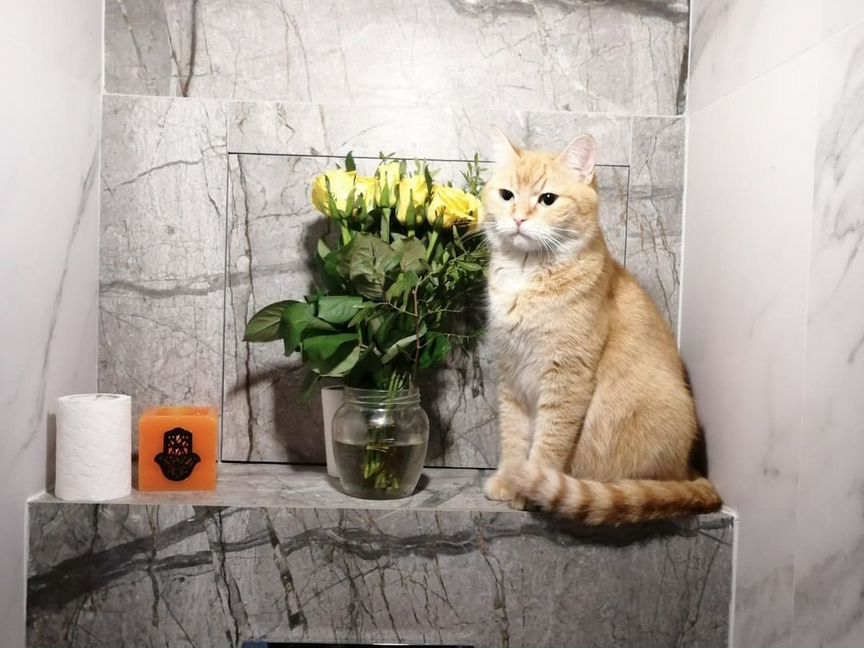 Кошка для вязки