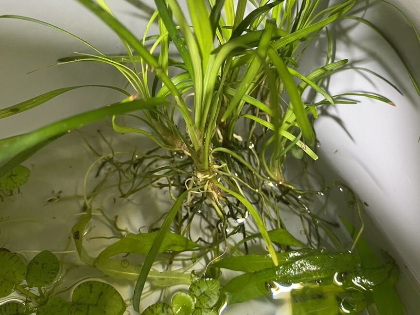 Аквариумная прополка